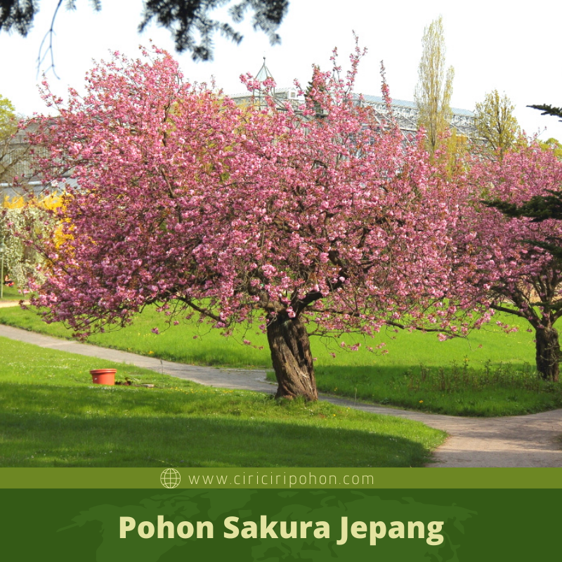 Ciri Ciri Pohon Sakura Jepang (Prunus serrulata) Di Alam Liar - Ciriciripohon.com