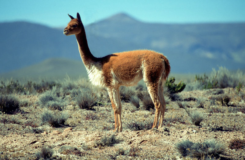 El ojo del buitre: Vicuña (Vicugna vicugna)