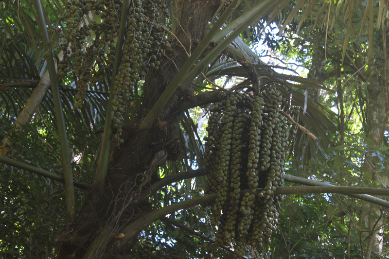 Agasthyakoodam ( Agasthyarkoodam) | Kerala Hills
