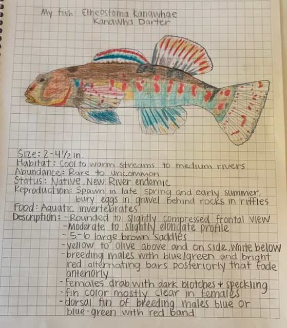Virginia Tech Ichthyology Class : Pandemic Online Ichthyology Teaching ...