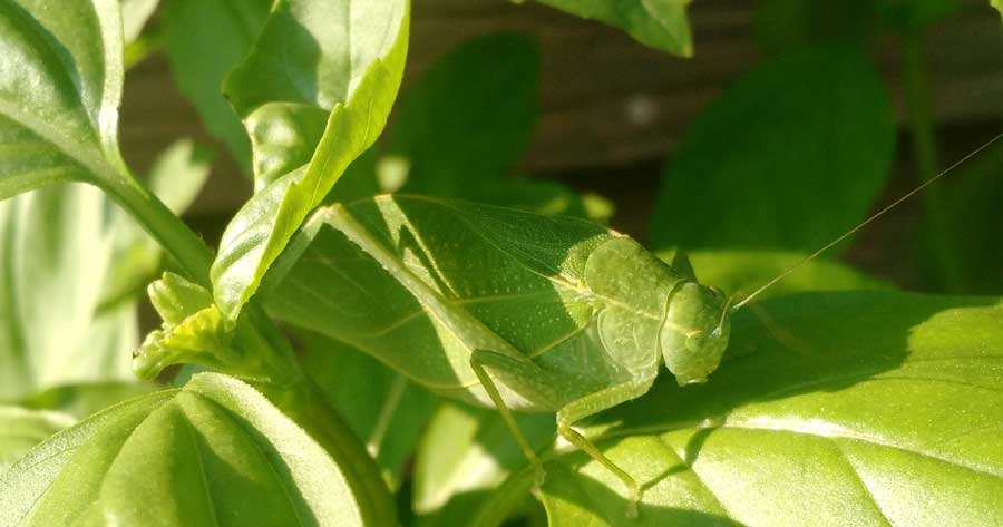 Insect Mimicry and Protective Coloration | The Doll Coloring Book