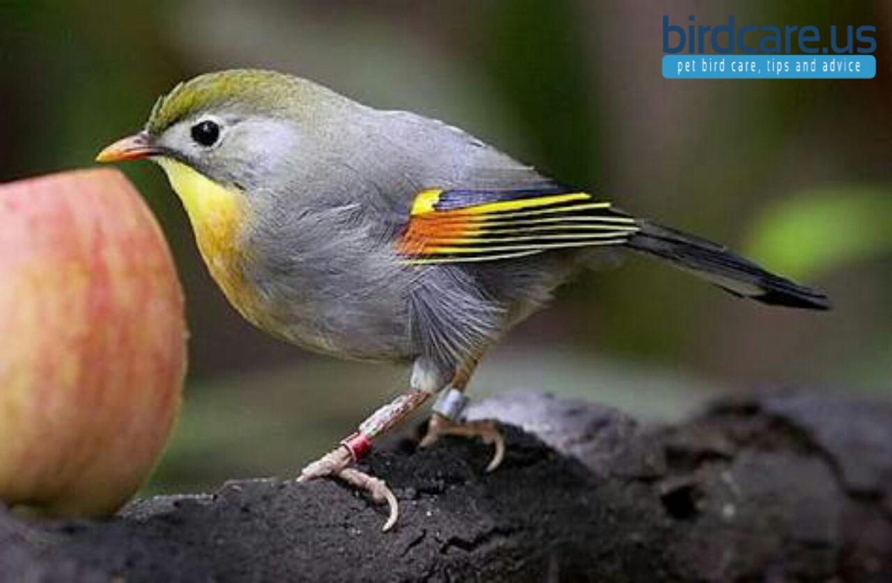 Pekin Robin : Care and behaviour - Pet Bird Care Us