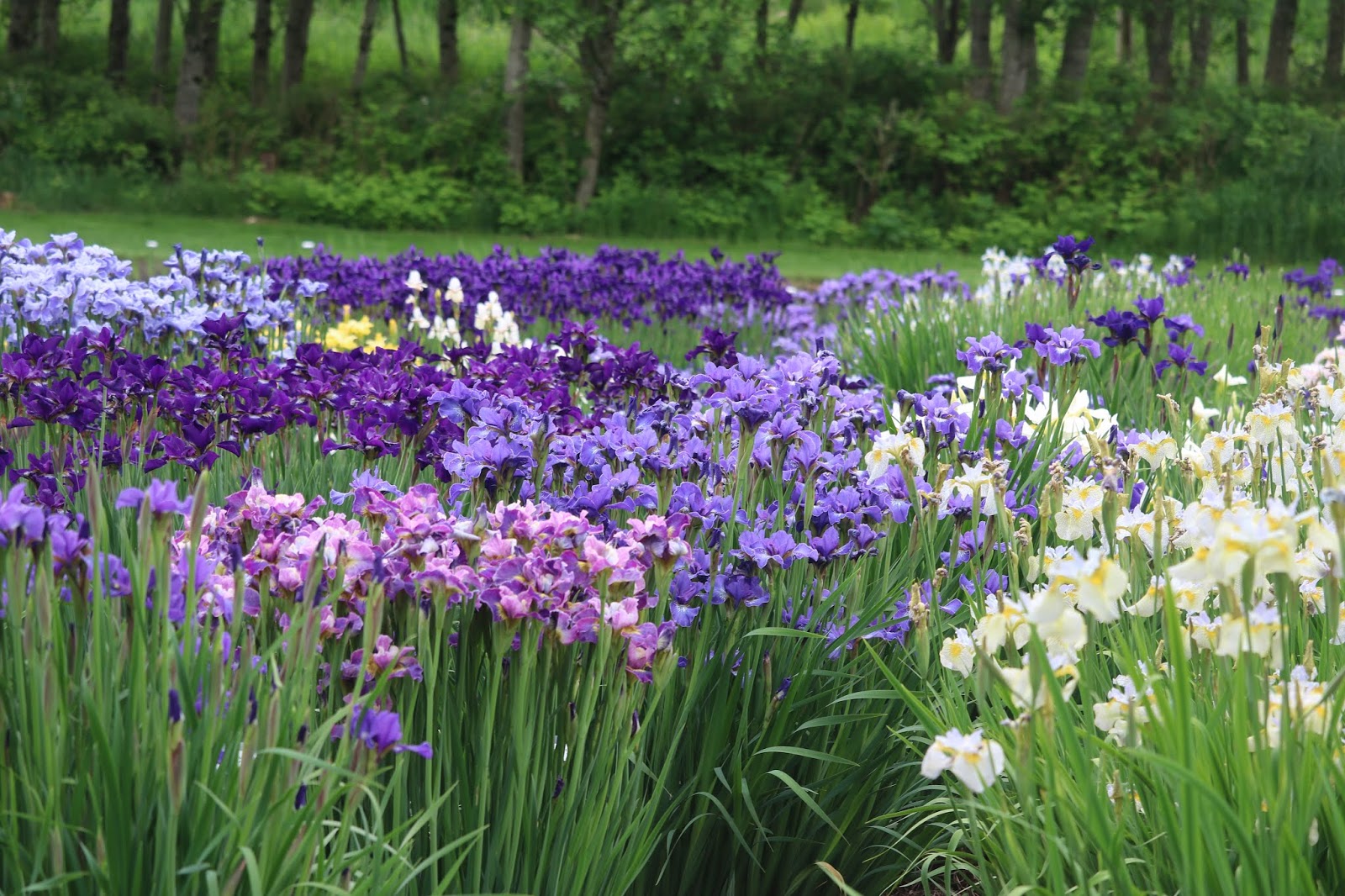 World of Irises: June 2020