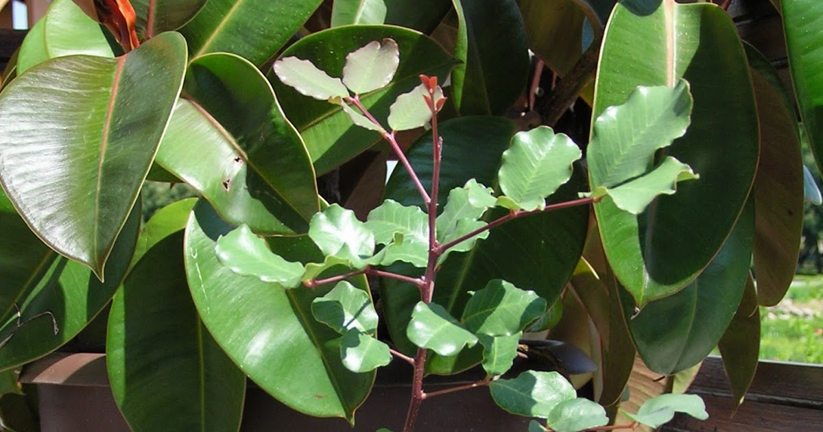 Stara vrtlarica: Rogač