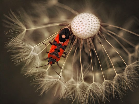Amazing Macro Photography for Your Inspiration! - Fine Art and You