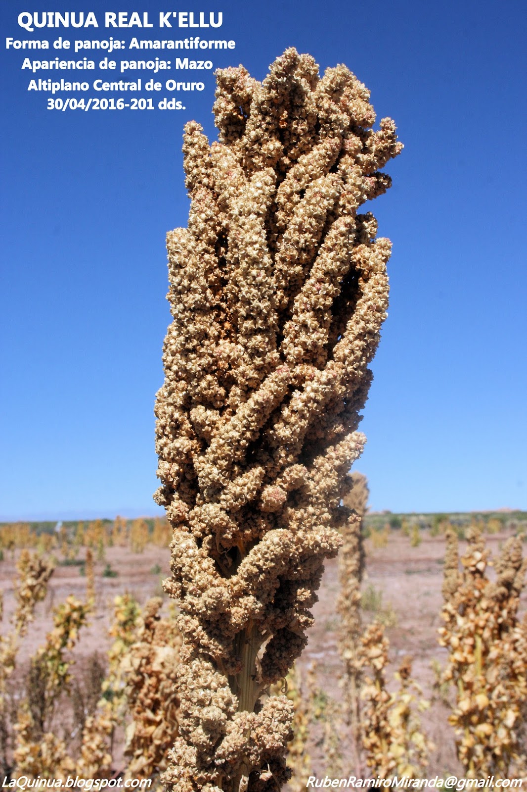 Quinua Real K’ellu - 201 días después de la siembra | Todo sobre la Quinua