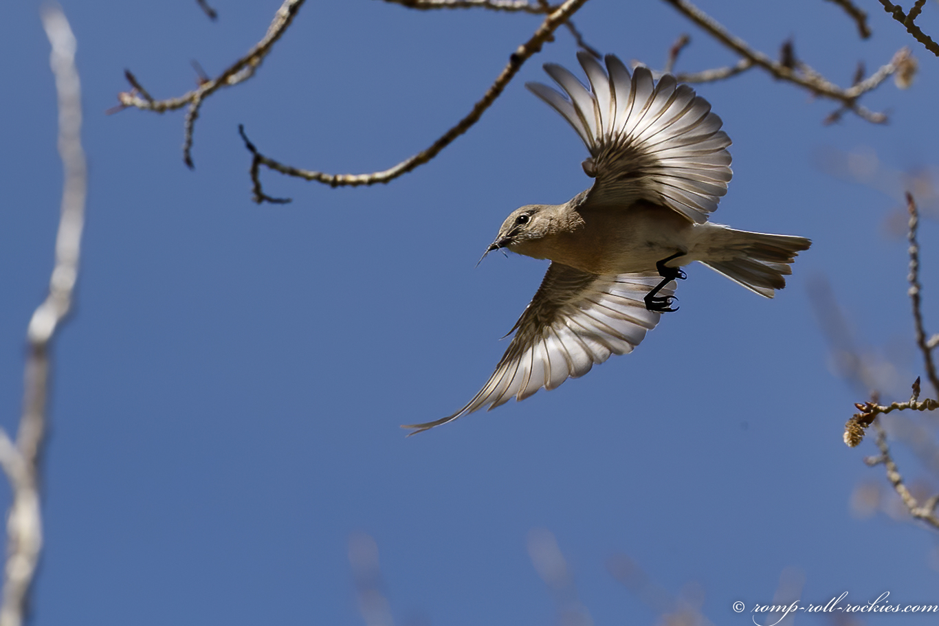 Romping and Rolling in the Rockies: Nature Friday - A Bluebird and a ...