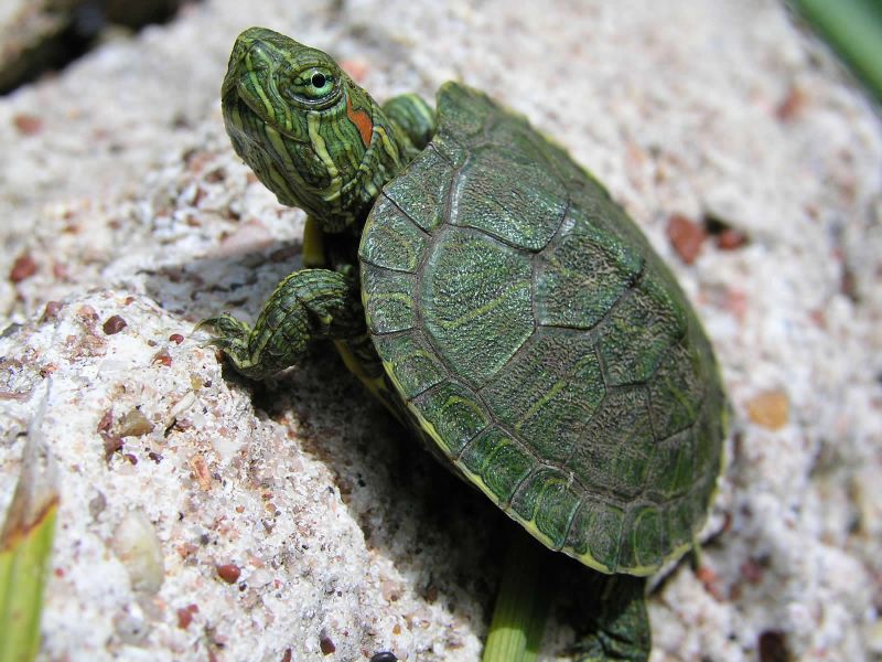 ANIMALES EN VIA DE EXTINCION: Tortuga de río (Podocnemis lewyana)