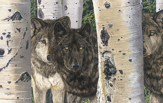 White Wolf : Judy Larson - Talented American Wildlife Artist