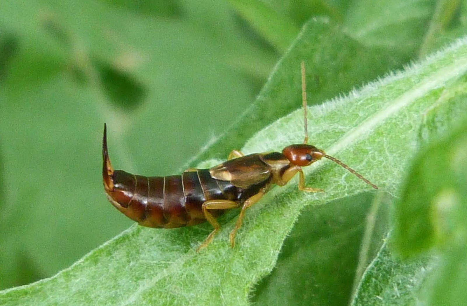 Insects of Scotland: Earwigs/Stick Insects