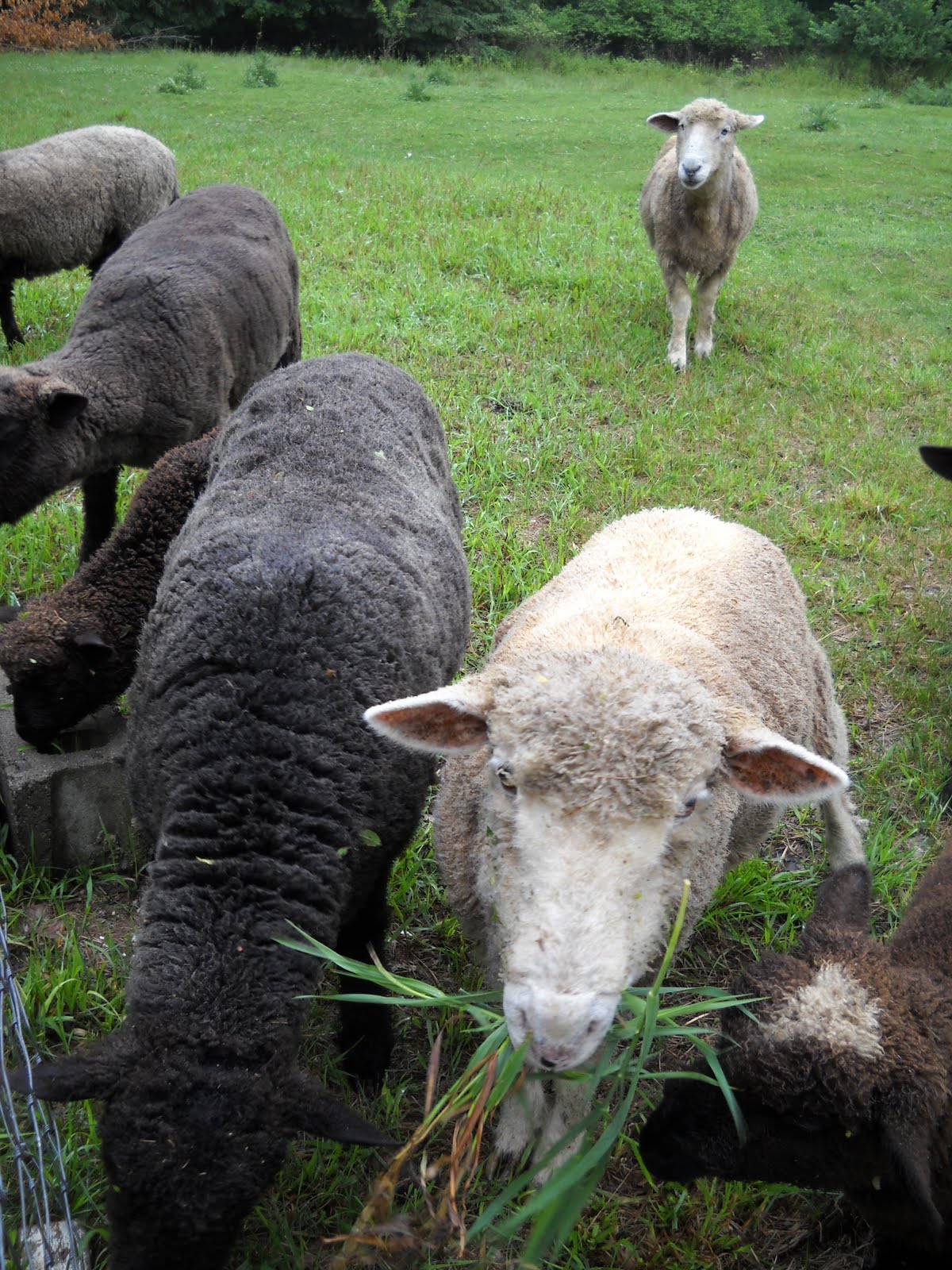 A Primitive Place Magazine: ~ Welcome to Red Fox Farm