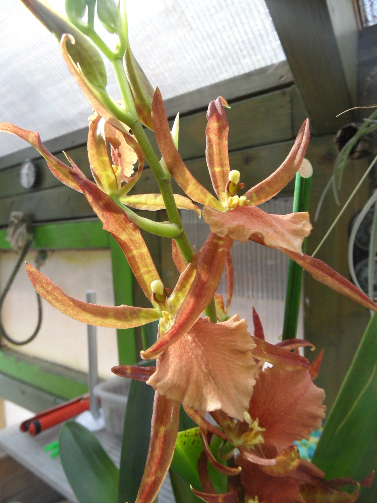 Orquídeas Blog de Angel Mar: Orquídeas en flor (Inicio del Otoño en el ...