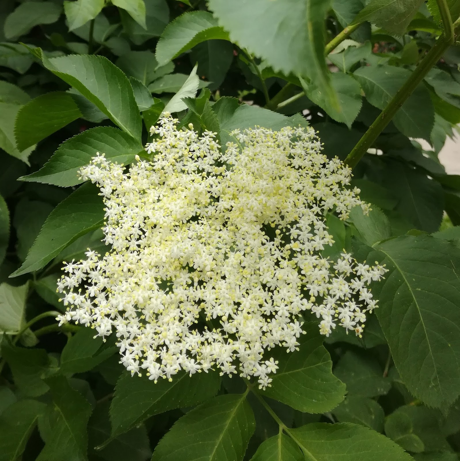 U KUHINJI I OKO NJE: SIRUP OD ZOVE