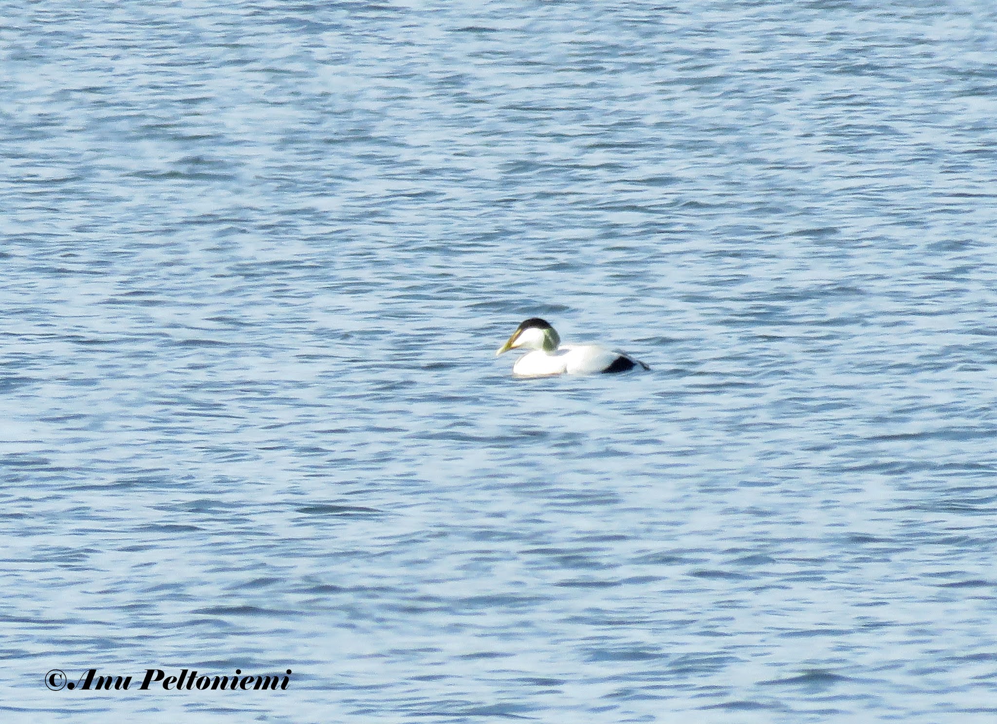 Lintuilua - Birding: Alleja ja haahka - The Long-tailed Ducks and Eider