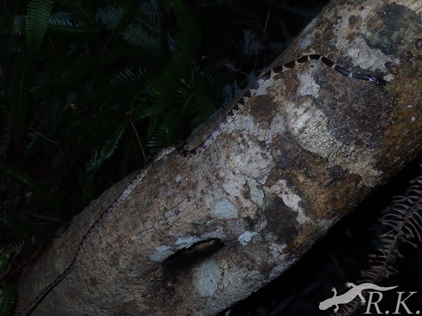 小さな隣人たちの世界: サキシマバイカダ Lycodon ruhstrati multifasciatus (Maki, 1931)