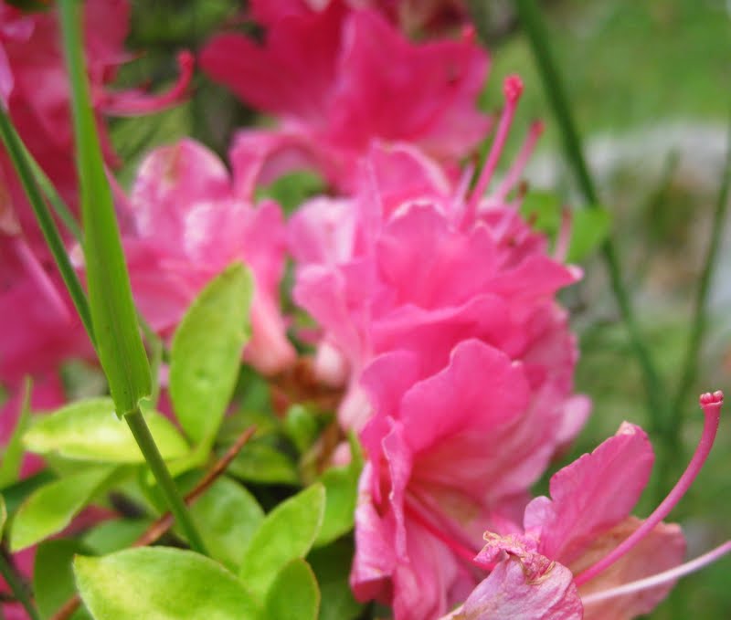 SJG bloom 2011: JUNE, p. 2: wisteria, 'Omato' maple and is your name ...