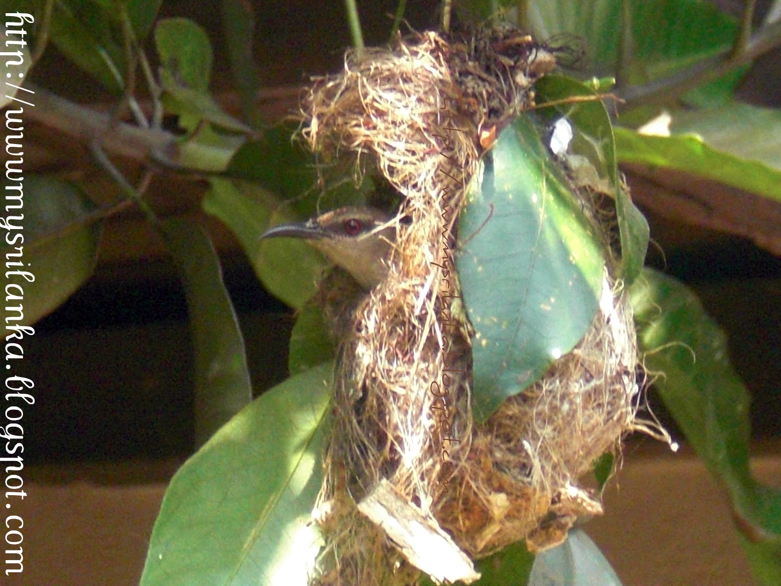 My Sri Lanka: 3/13/11 - 3/20/11