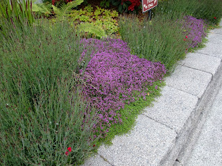 Beediverse.com: Bee attractive sage ground-cover- Quadra island