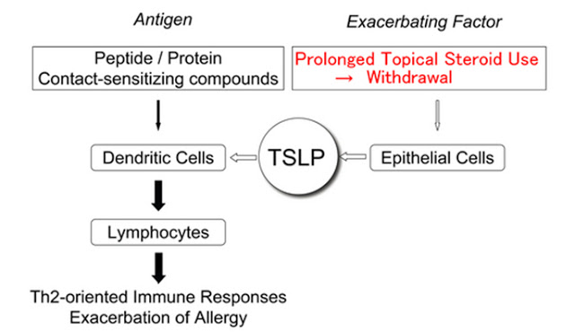 Dr. Fukaya's blog about TSA (Topical Steroid Addiction) : The mechanism ...