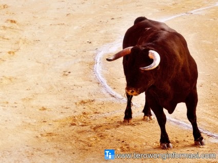 Kenapa Lembu Tidak Suka Warna Merah - Terowong Informasi