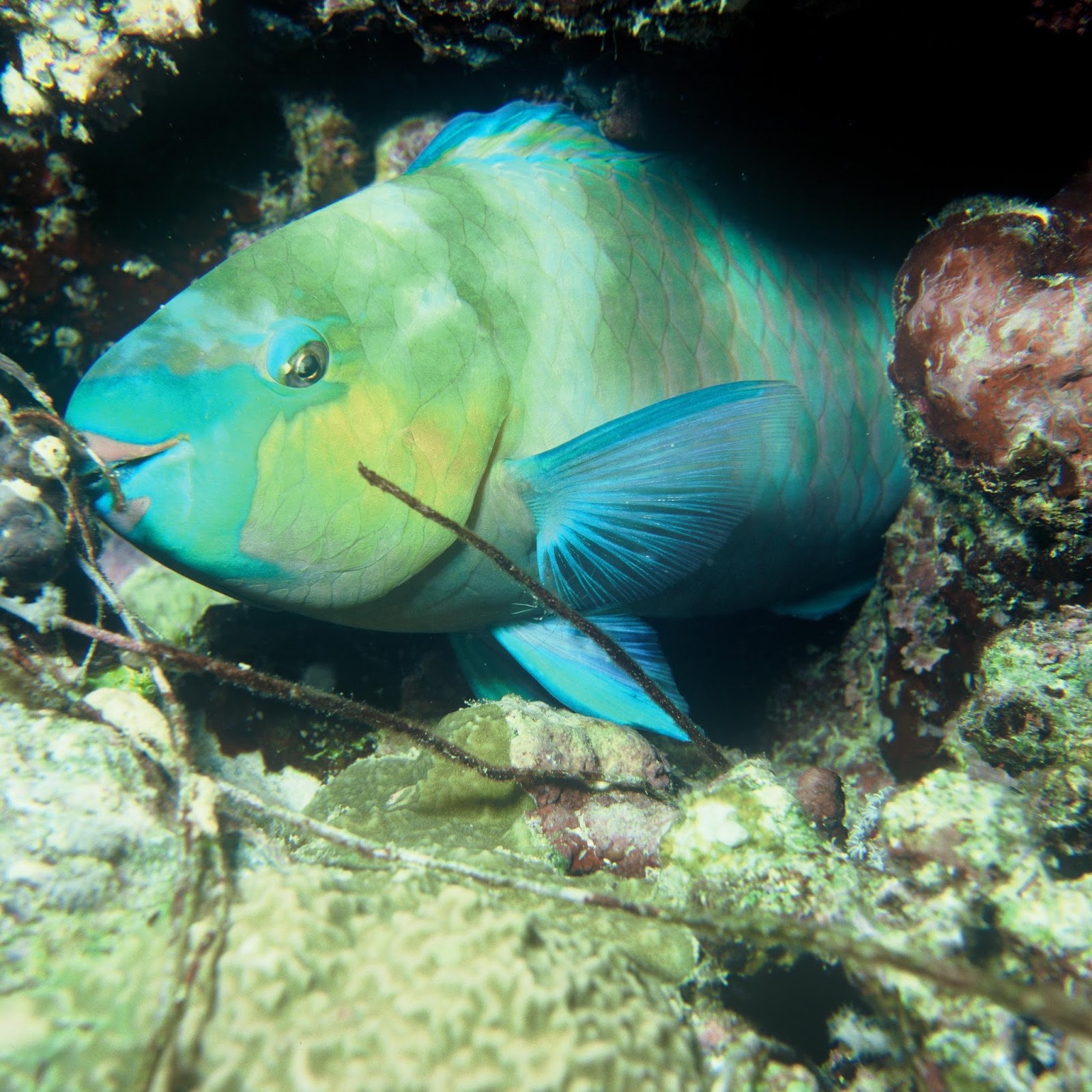 Fieggentrio: Papegaaivis (Scaridae)