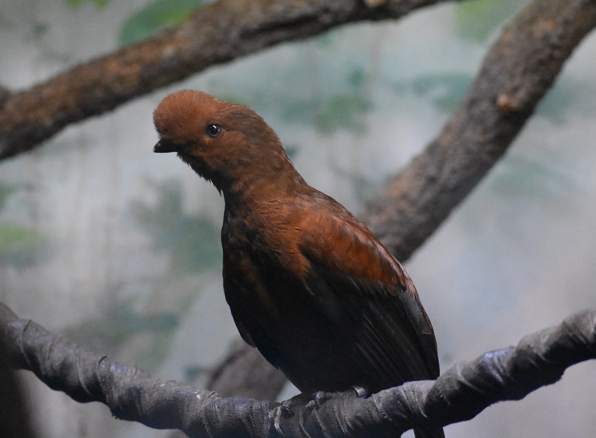 ZOOTOGRAFIANDO (6.100 ANIMALS): GALLITO DE ROCA / ANDEAN COCK-OF-THE ...