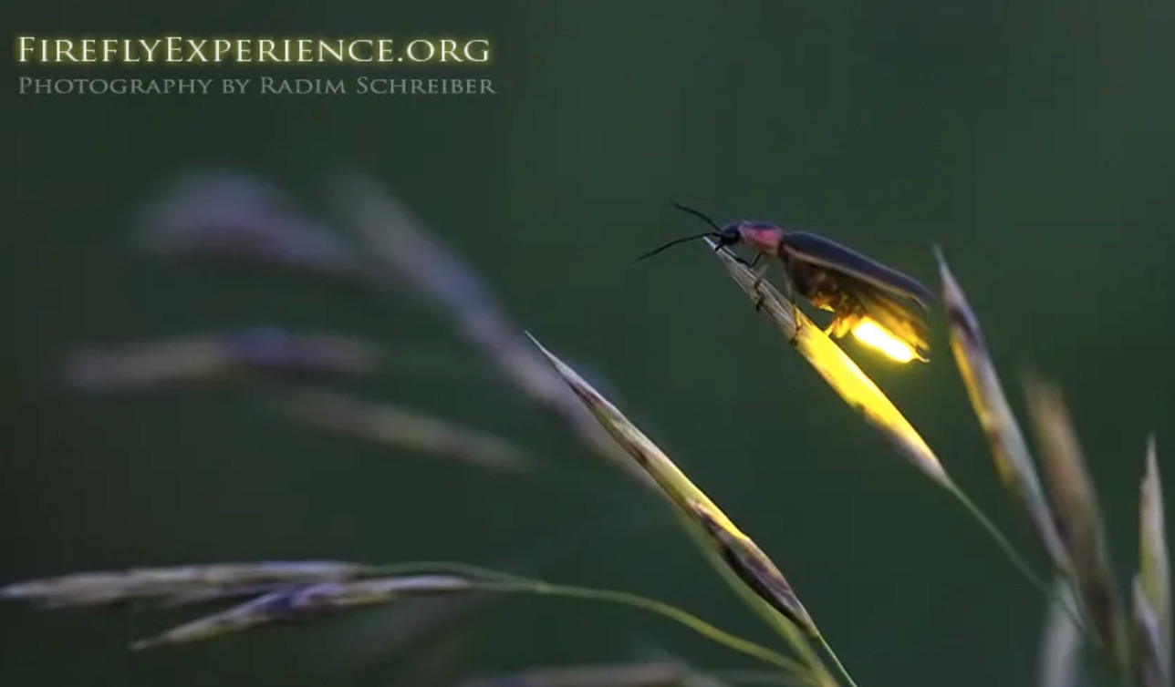 PA Environment Digest Blog: 8th Annual PA Firefly Festival Goes Virtual ...