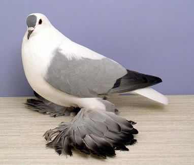 Pellumbat: Pellumbat Dallendyshe (swallow pigeon)