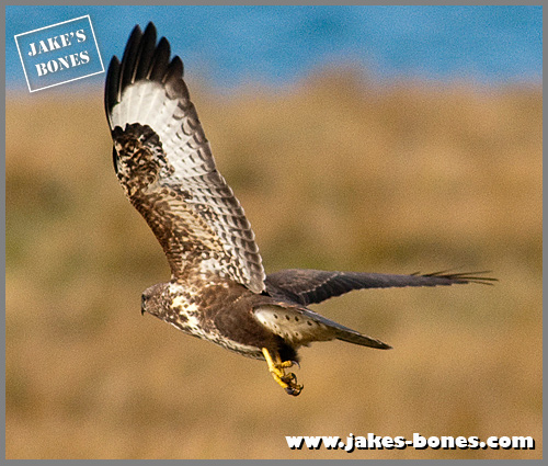 Buzzard skeletons (and bird skeletons in general) : Jake's Bones