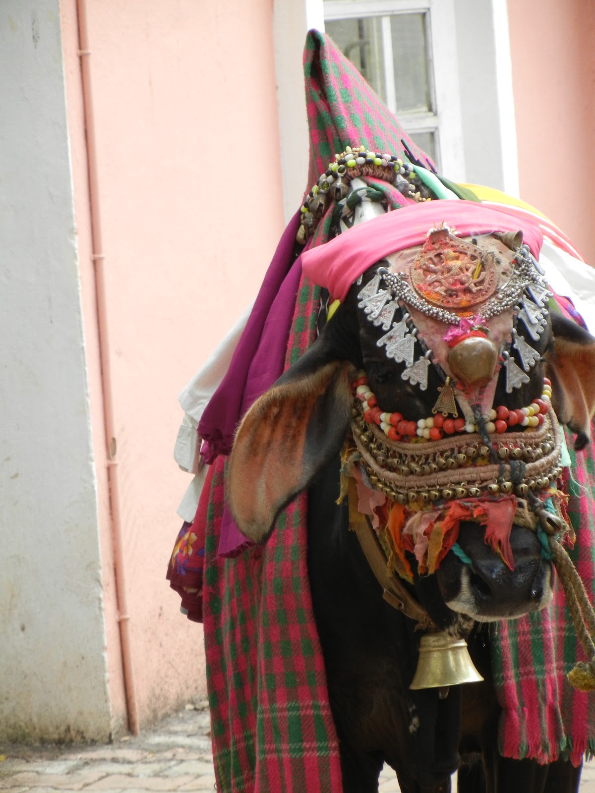 IndiaGayle: Nandi Cow in Panjim, Goa