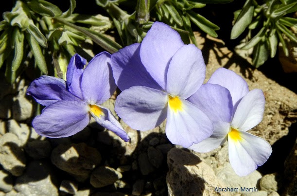 TENERIFE EN IMÁGENES: VIOLETA DEL TEIDE EN FLOR (MAYO, 2015)