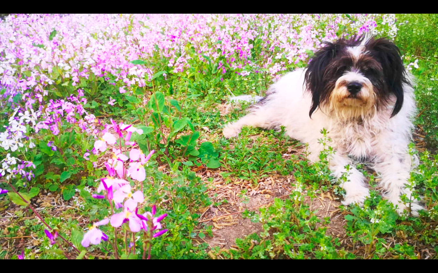 Draw spring flower outside with my dog :)