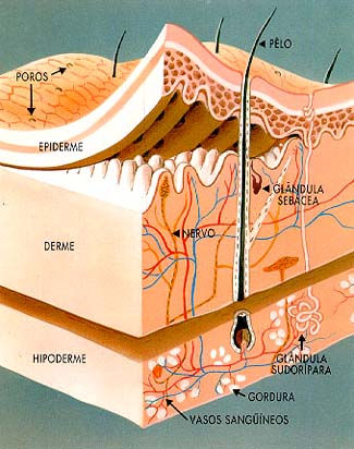 Almanacabelo: POR QUE ENTENDER AS ESTRUTURAS DA PELE?