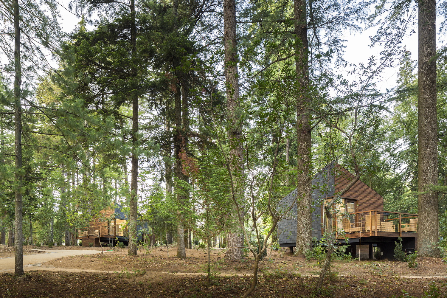 Modular system allows to build houses among trees without cutting them ...
