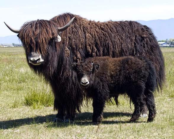 Wild Yaks Animals | Amazing Facts & Latest Pictures | All Wildlife ...