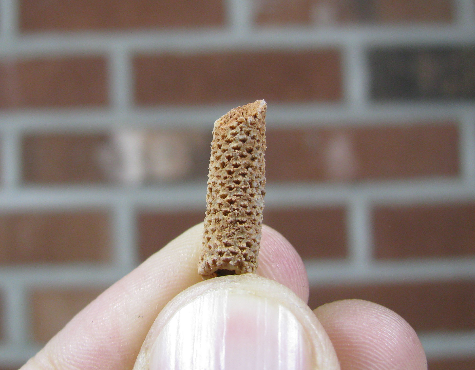 Views of the Mahantango: Alveolites or Cladopora sp. coral from the ...