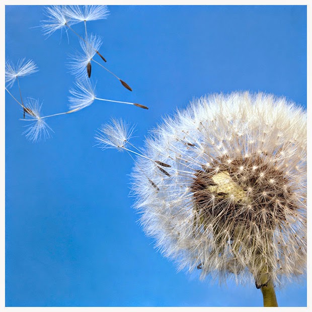 High Altitude Gardening: Aching Back