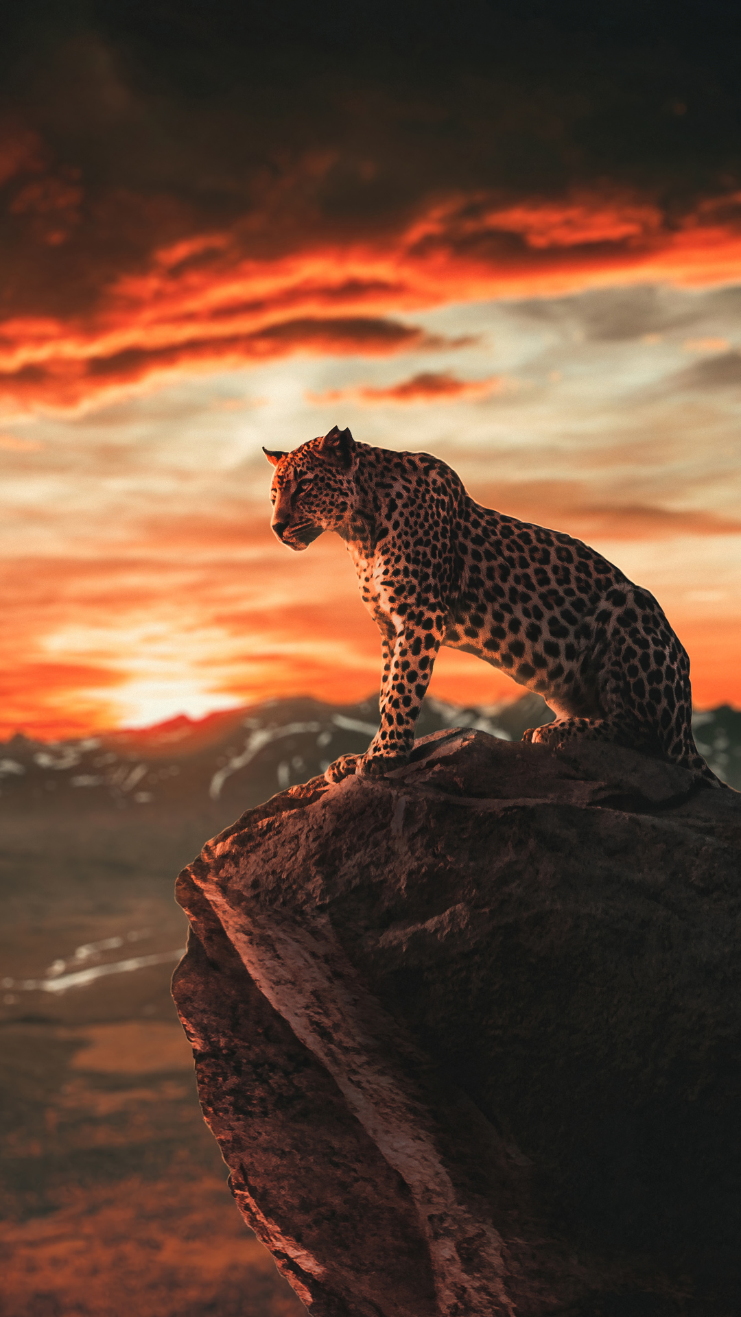 Cheetah Wallpaper cheetah-wallpaper