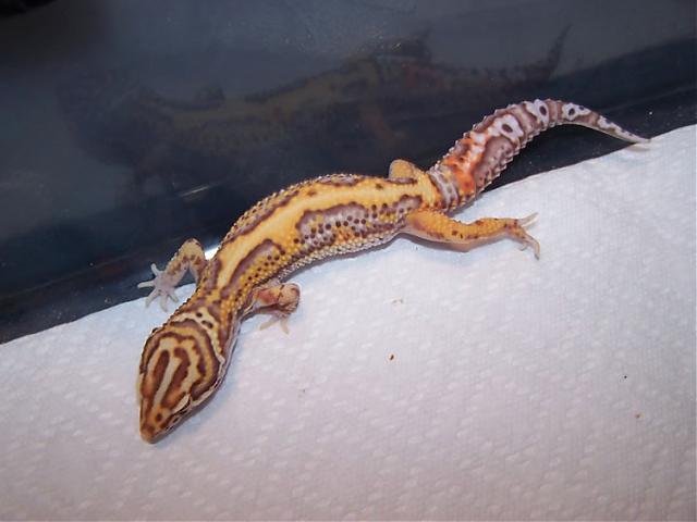 Morph dan Genetic pada Leopard Gecko ~ Seputar Hewan