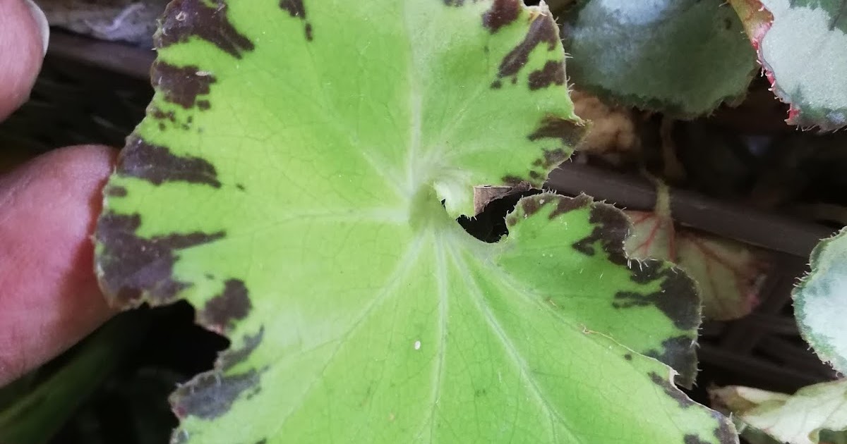 Garden Chronicles of James David: Begonia 'Jive'