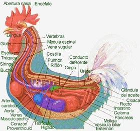 JI GALLOS: TIEMPO DE DIGESTION DEL ALIMENTO EN LAS AVES