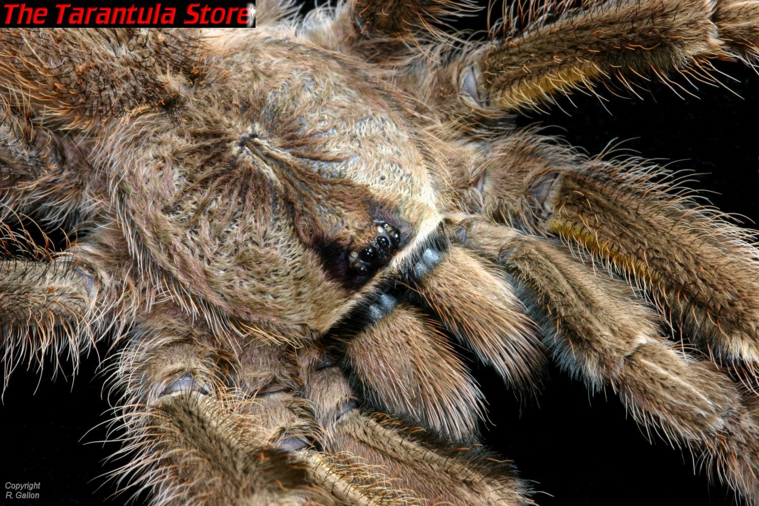 TARANTULAS: Alive And Up Close: Arboreal Tarantulas