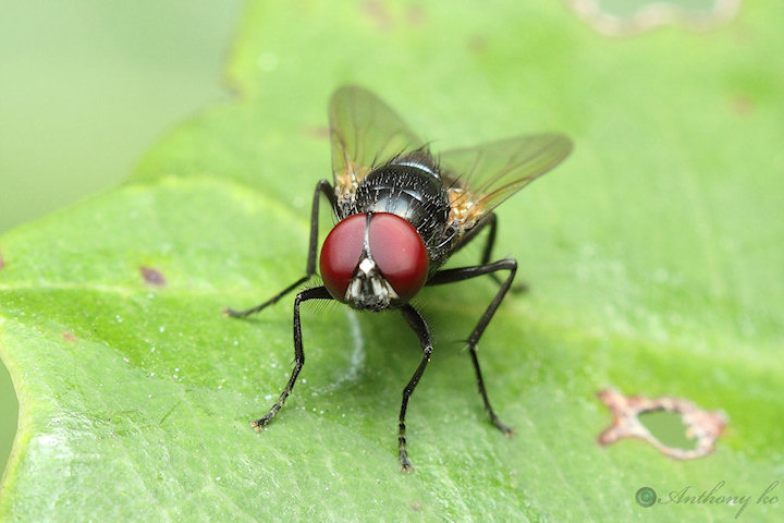 Animalia Photography: A Black Muscid Fly, Hydrotaea sp
