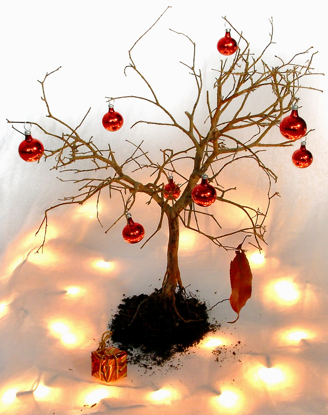 Bonsai Tree Gift Meaning bonsai-tree-gift-meaning