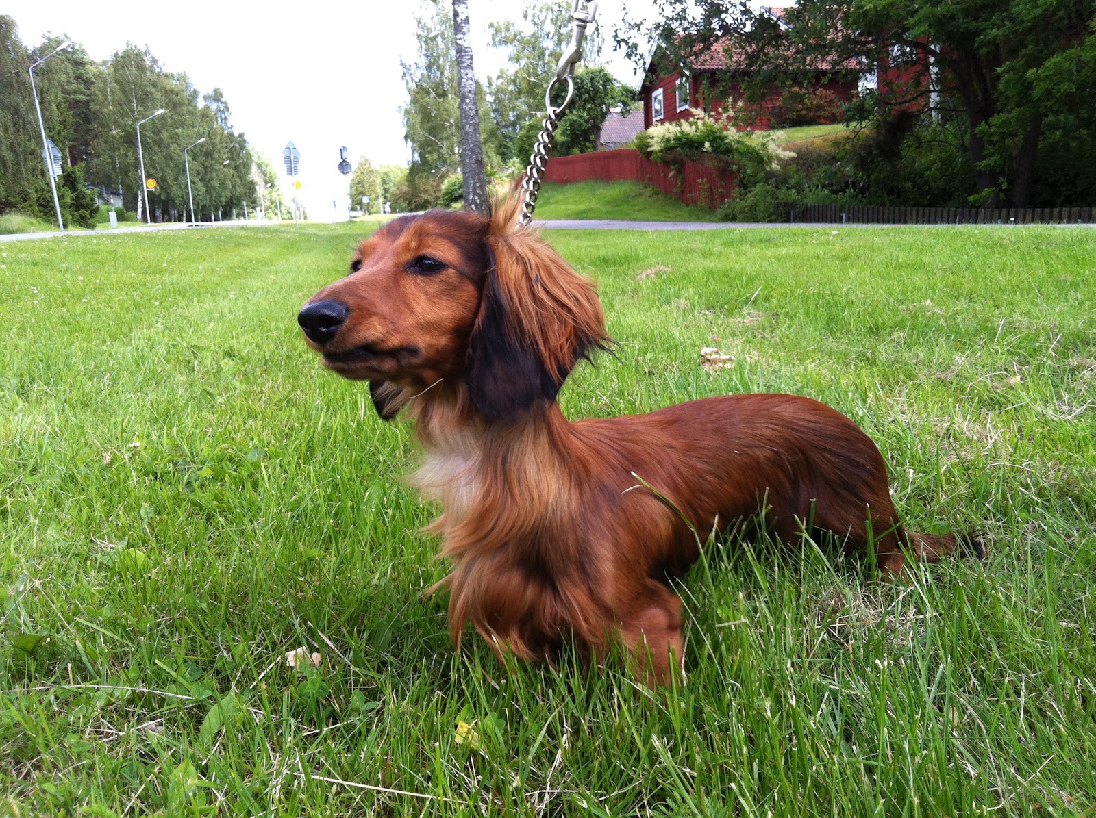 Hästbonden: Taxar till salu