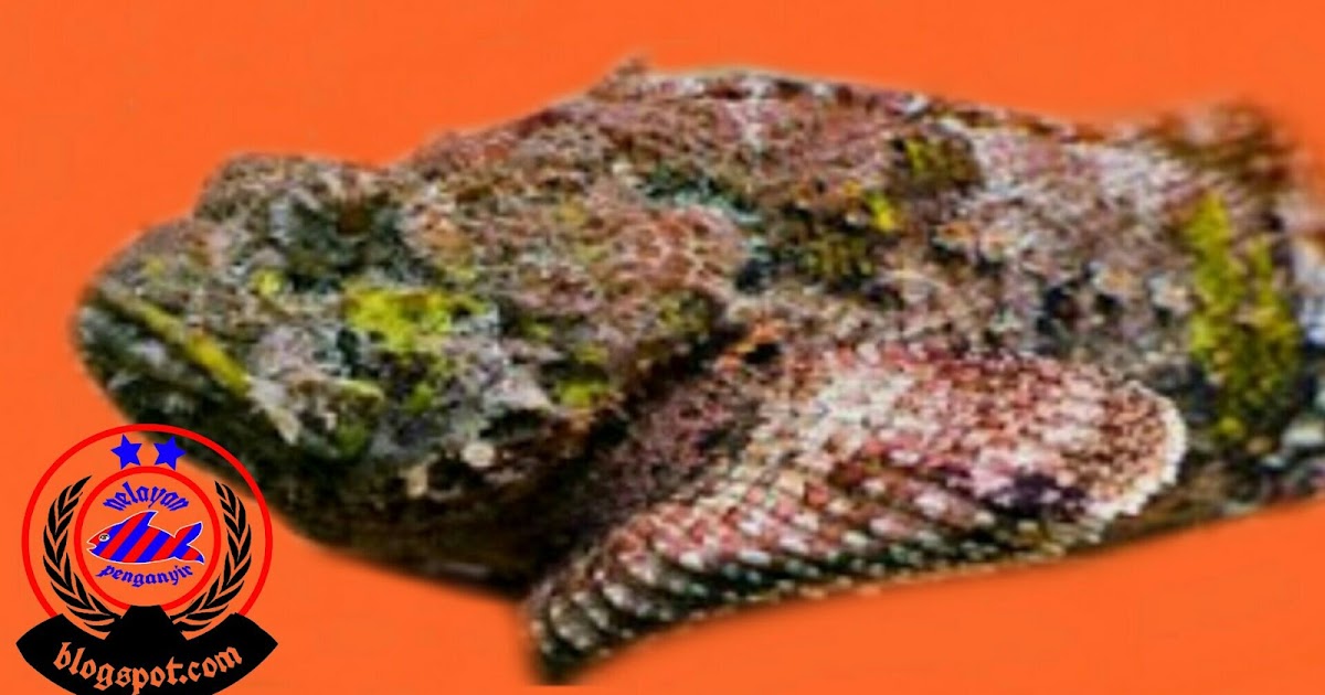 Kerapu atau lepu batu ~ SentapBrow