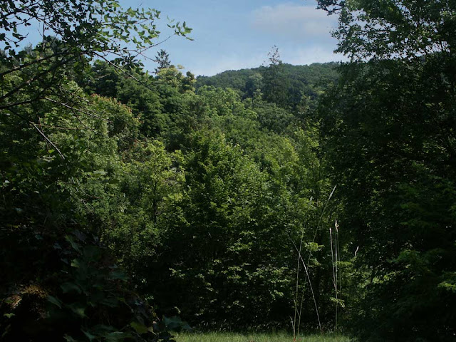 Days on the Claise: French Forests