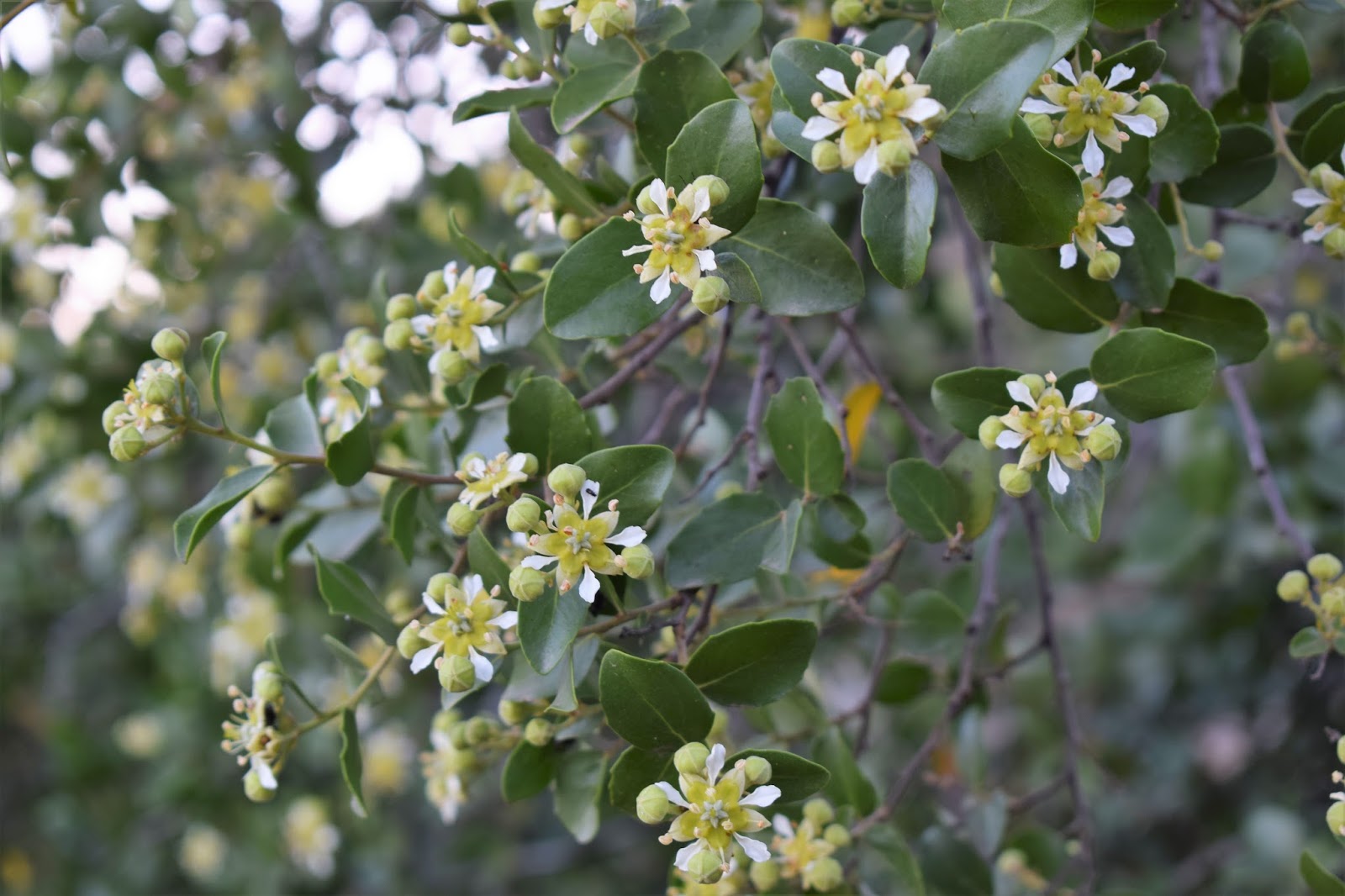 Fernando Ruz: Plantas nativas de Chile: Quillay, küllay, Quillaja saponaria