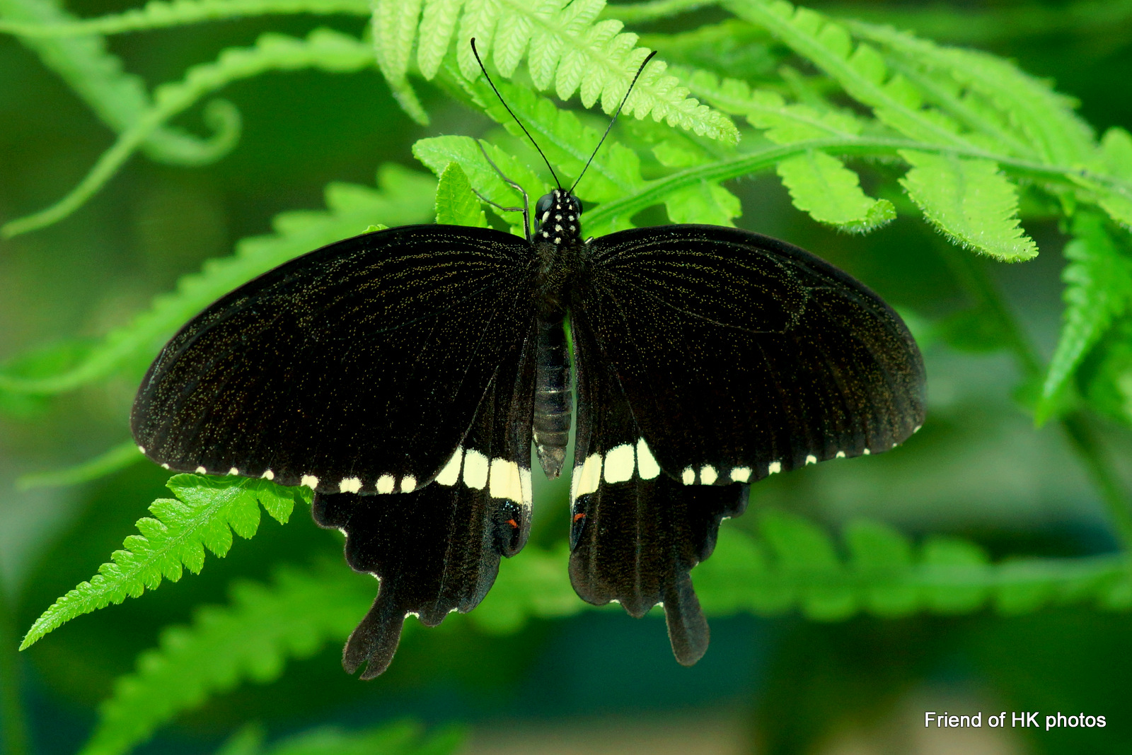 Photographic Wildlife Stories in UK/Hong Kong: Common Mormon ...
