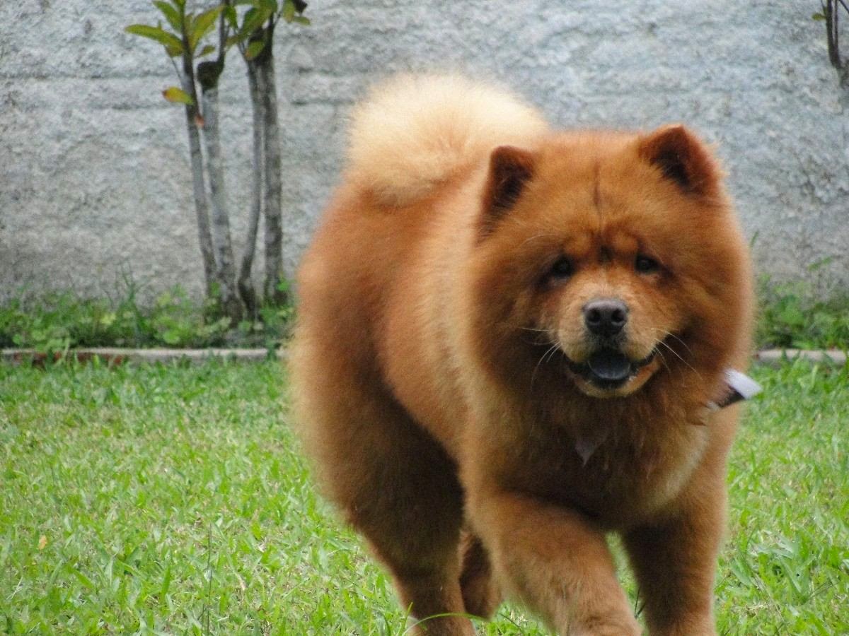 PERROS DE RAZA: CHOW CHOW